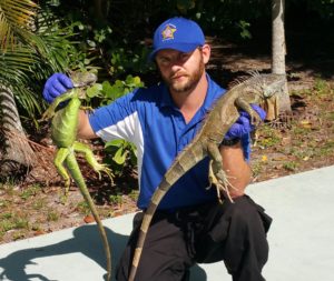 Iguana Removal – Nuisance Wildlife Rangers