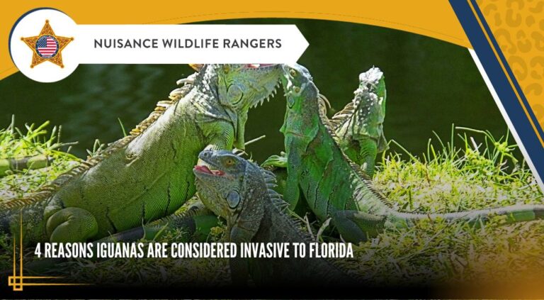 4 Reasons Iguanas are Invasive to Florida - Nuisance Wildlife