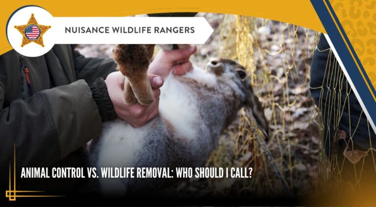 Animal Control vs. Wildlife Removal: Who Should You Call?