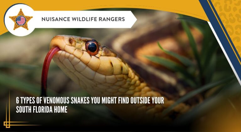6 Venomous Snakes in South Florida - Nuisance Wildlife Removal
