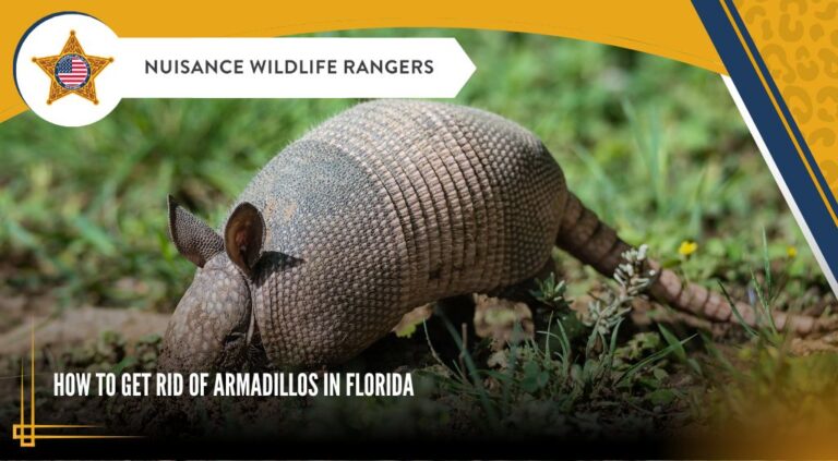 How to Get Rid of Armadillos in Florida - Nuisance Wildlife