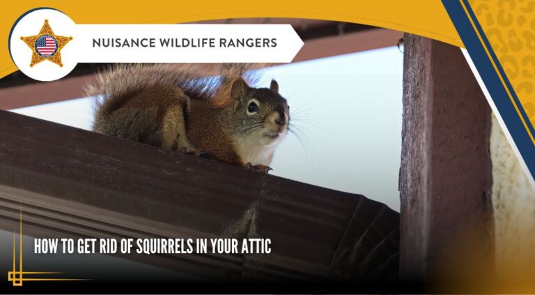 How to Get Rid of Squirrels in Your Attic - Nuisance Wildlife