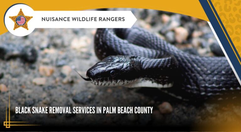 Black Snake Removal in Palm Beach County - Nuisance Wildlife