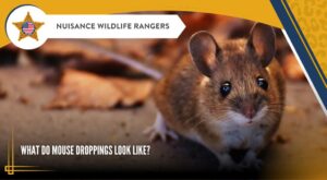 What Do Mouse Droppings Look Like? - Nuisance Wildlife Rangers