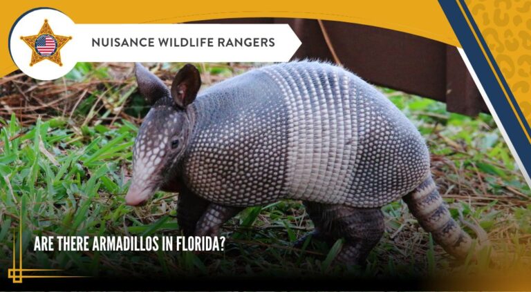 Are There Armadillos in Florida? Habits, Identification & More
