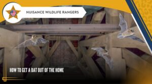 How to Get a Bat Out of Your Home - Nuisance Wildlife Rangers