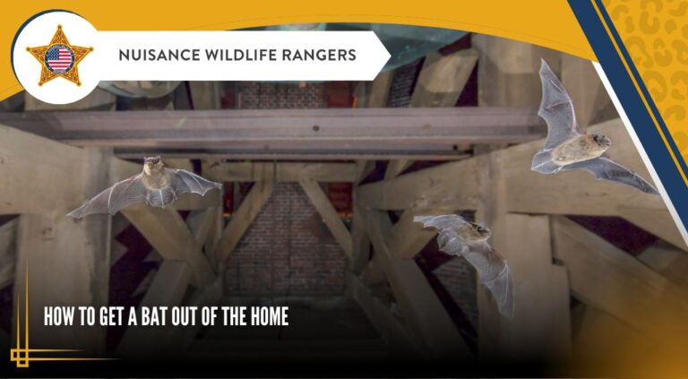 How to Get a Bat Out of Your Home - Nuisance Wildlife Rangers