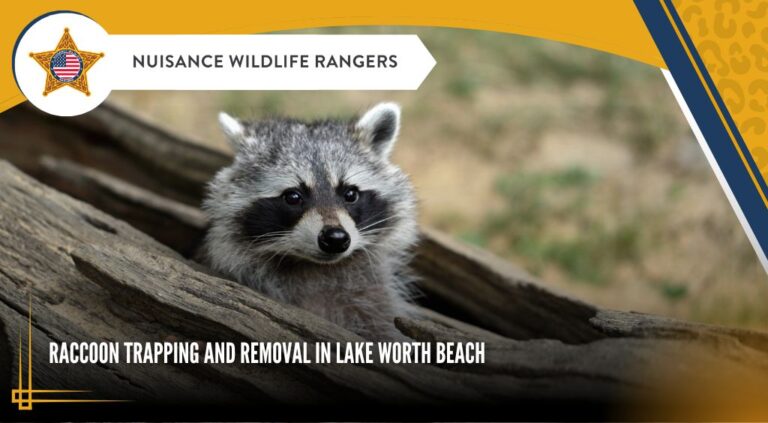 Raccoon Trapping and Removal in Lake Worth Beach, FL