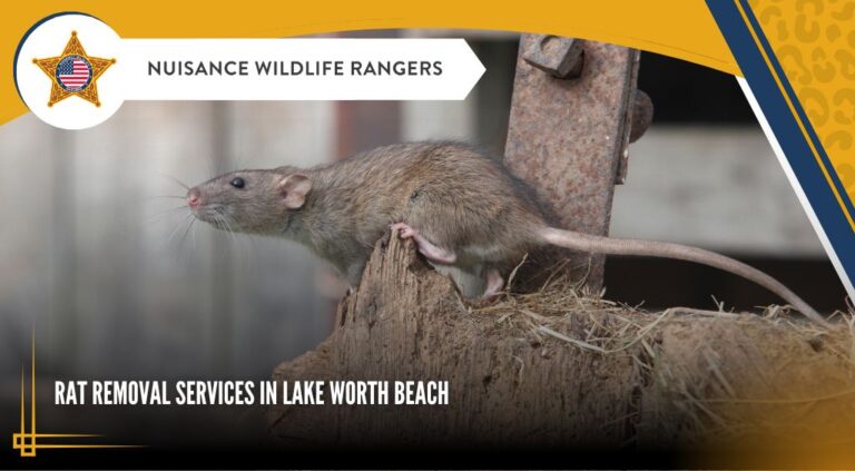 Professional Rat Removal in Lake Worth Beach, FL