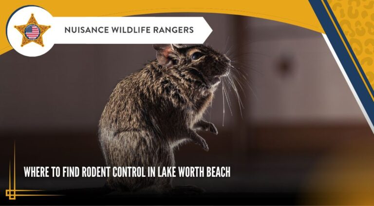 Rodent Control Services in Lake Worth Beach, FL