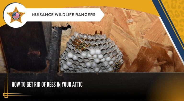 How to Get Rid of Bees in Your Attic - Nuisance Wildlife