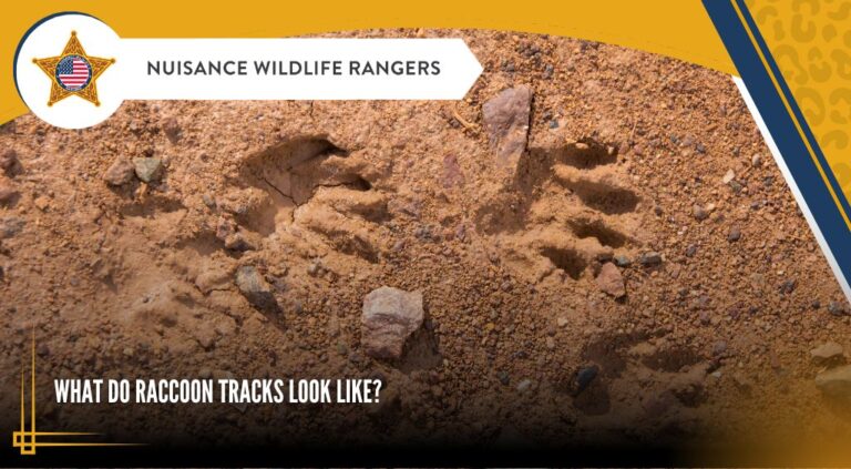 How to Identify Raccoon Tracks