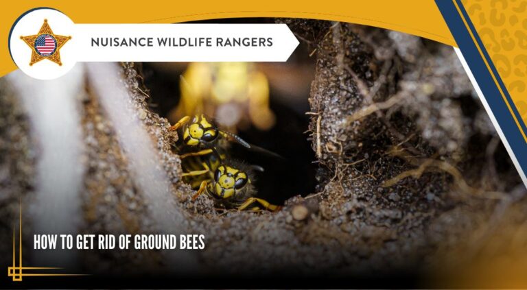 How to Get Rid of Ground Bees in 4 Steps