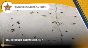What Does Squirrel Poop Look Like?
