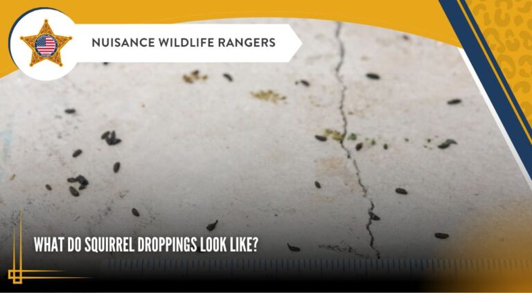 What Does Squirrel Poop Look Like?