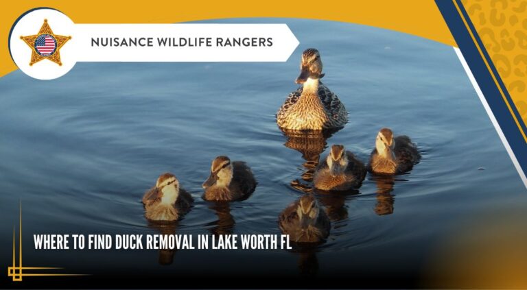 Lake Worth, FL Duck Removal Services