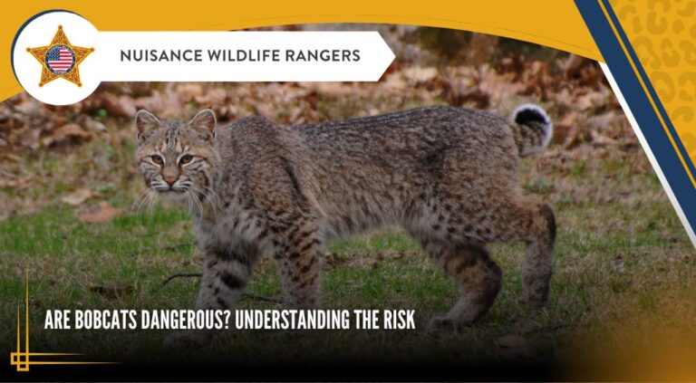 Are Bobcats Dangerous? - Nuisance Wildlife Rangers