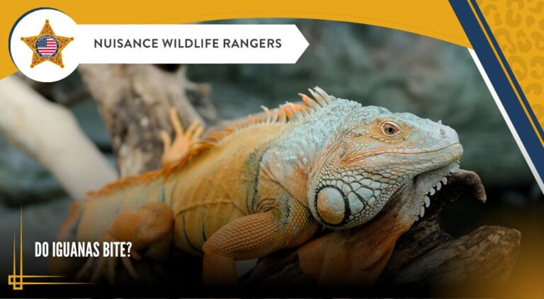 Do Iguanas Bite? - Nuisance Wildlife Rangers