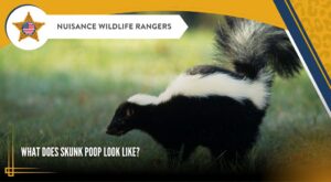 How to Identify Skunk Droppings