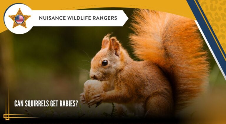 Can Squirrels Carry Rabies? - Nuisance Wildlife Rangers