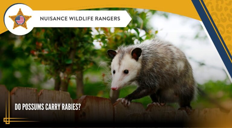 Can Possums Carry Rabies? - Nuisance Wildlife