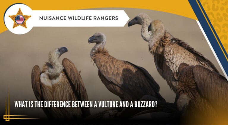 Differences Between a Vulture and a Buzzard