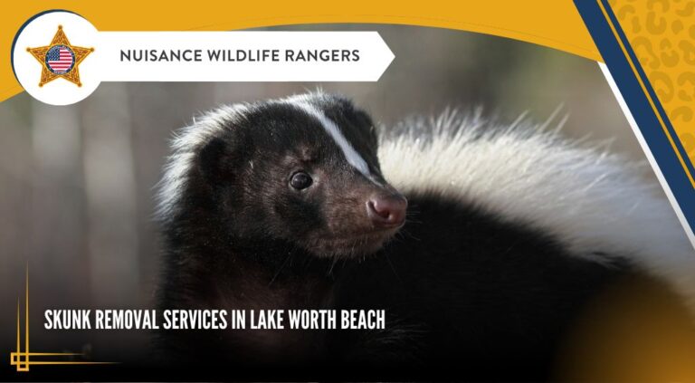 Skunk Removal in Lake Worth, FL