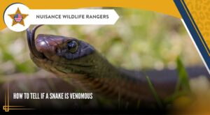 How to Tell if a Snake is Venomous: Head, Color, Eyes