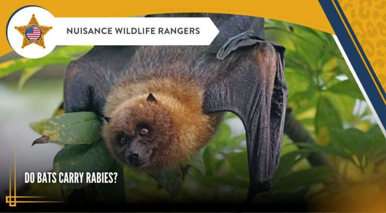 Can Bats Carry and Transmit Rabies?