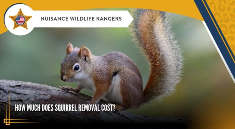 Squirrel Removal Prices & Cost Considerations