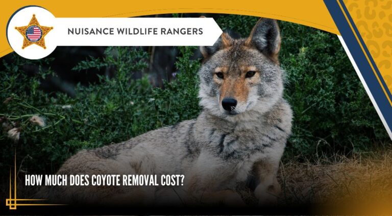 What Does Coyote Removal Cost?