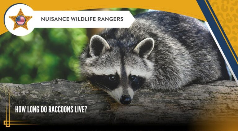 Raccoon Lifespan: How Long Do Raccoons Live?