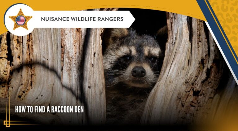 How to Find a Racoon’s Den