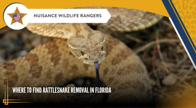 Florida Rattlesnake Removal - Nuisance Wildlife Rangers