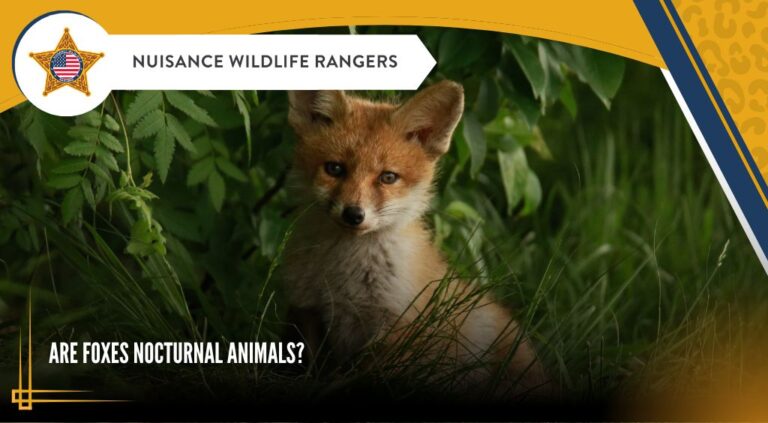 Are Foxes Nocturnal?