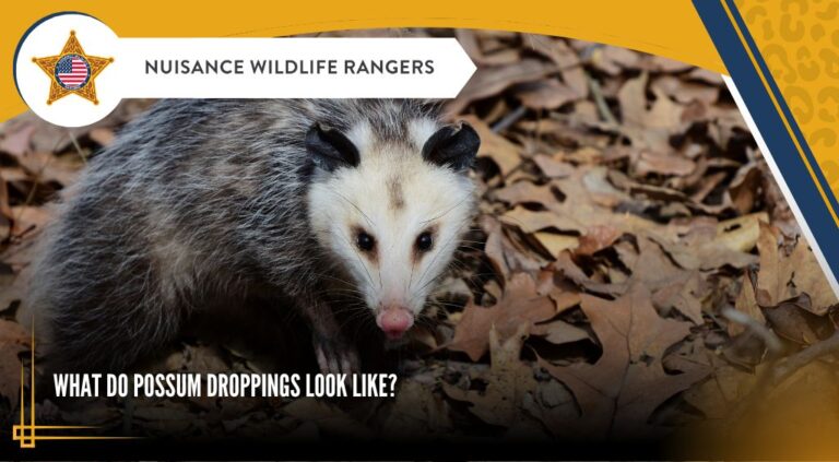 What Do Opossum Droppings Look Like?