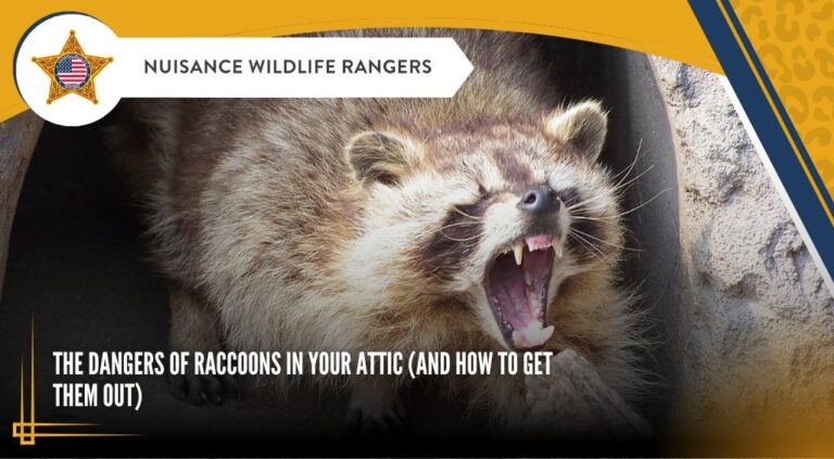 How to Get Raccoons out of Your Attic Fast