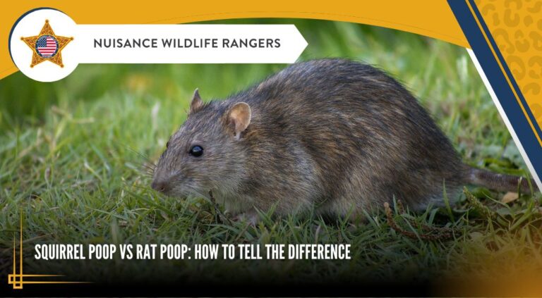 Squirrel vs Rat Poop: Identifying Rodent Droppings