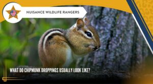 What Do Chipmunk Droppings Look Like?