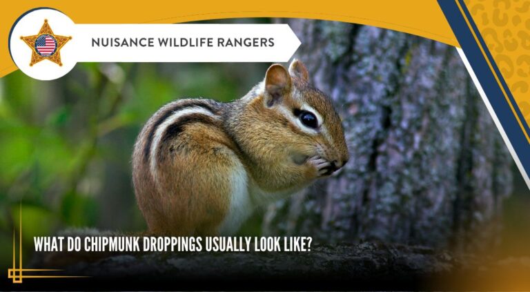 What Do Chipmunk Droppings Look Like?
