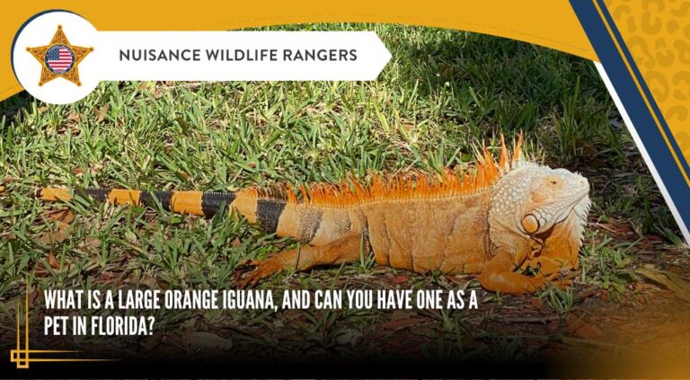 Large Orange Iguanas | Iguana Control in Florida