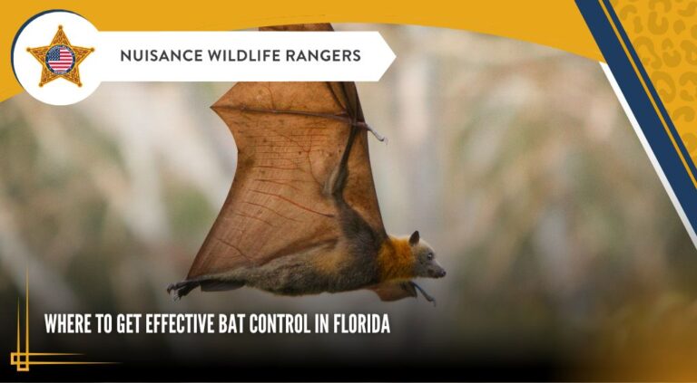 Bat Control Experts in Florida