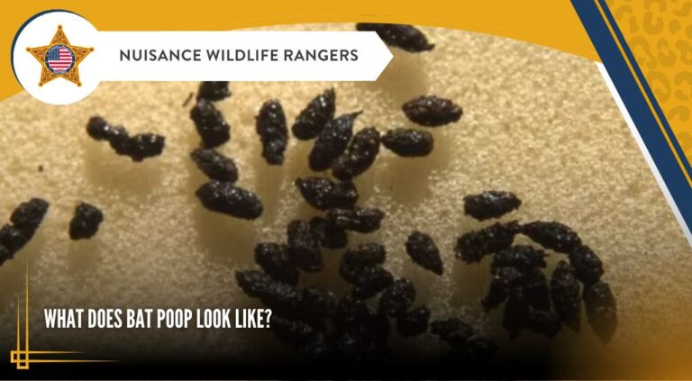 Bat Droppings: What Does Bat Guano Look Like?