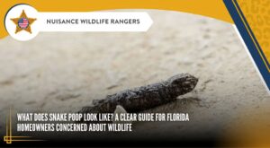 What Does Snake Poop Look Like? Identification Guide