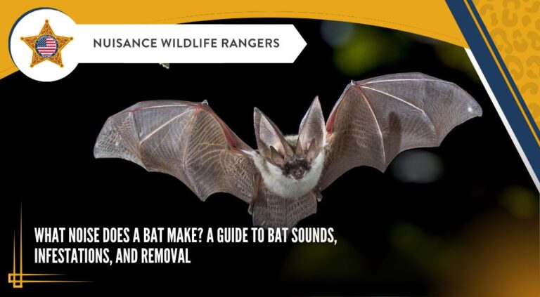 What Do Bats Sound Like? A Guide to Bat Sounds & Infestations
