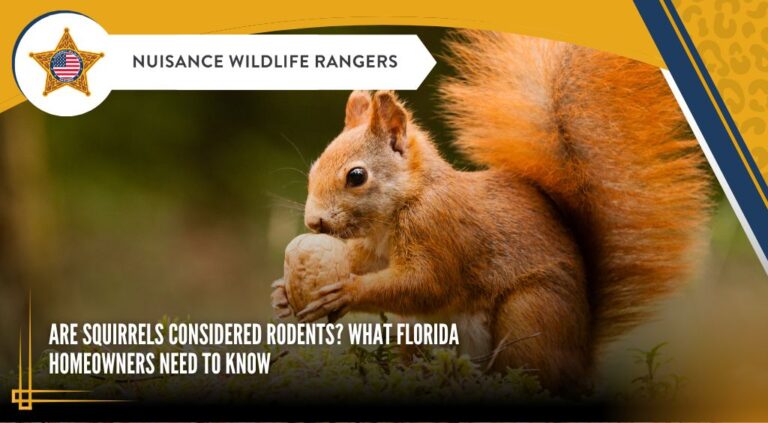 Are Squirrels Considered Rodents?