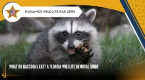 What Do Raccoons Eat? The Raccoon Diet