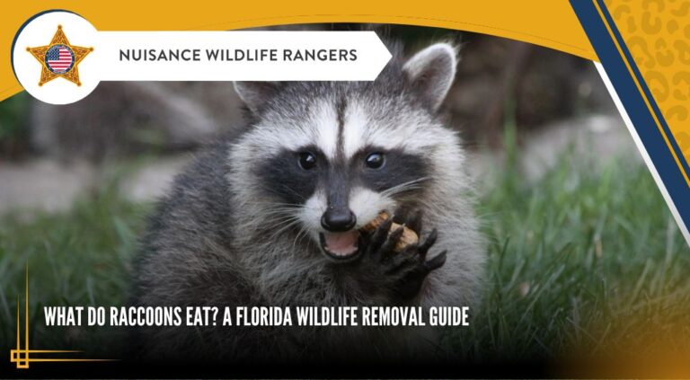 What Do Raccoons Eat? The Raccoon Diet