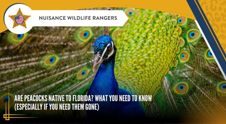 Are Peacocks Native to Florida?