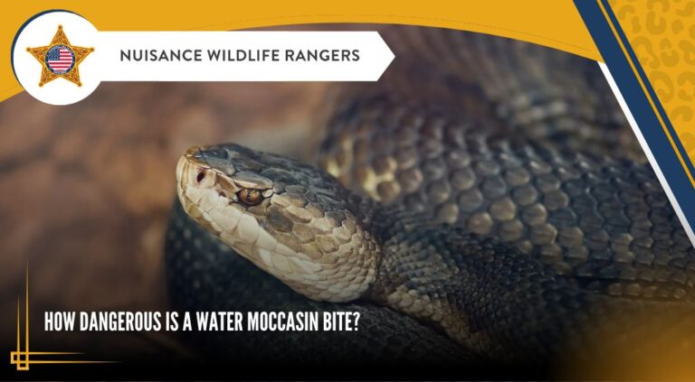 Are Water Moccasins Dangerous?